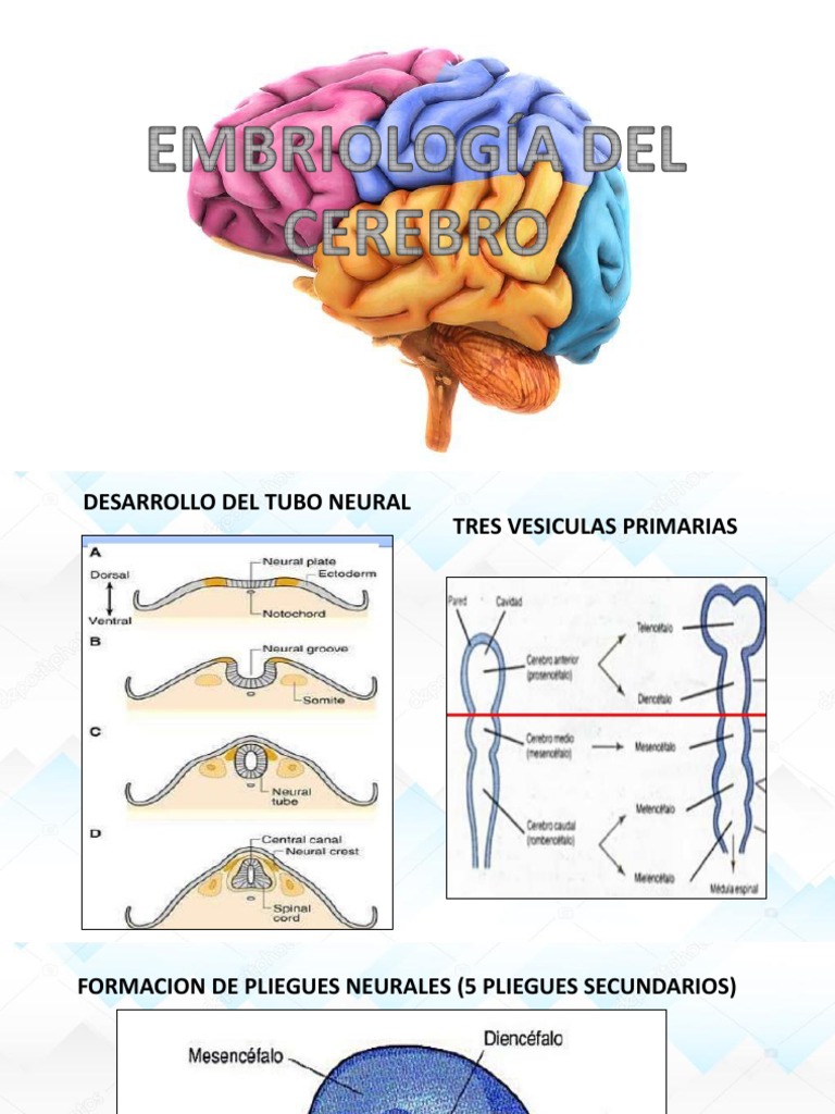 Embriología Del Cerebro | PDF