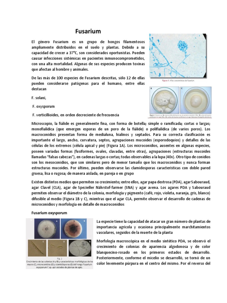 Fusarium, Gliodadium y Moniliophthora | PDF | Hongo | Plantas