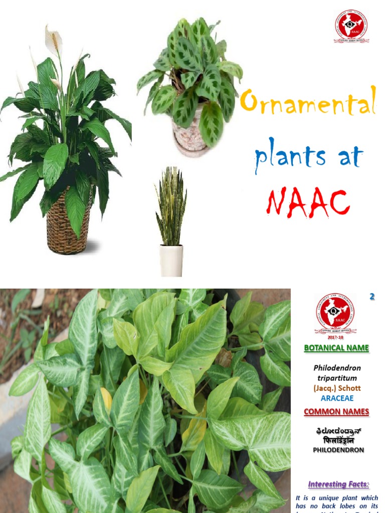 Ornamental Plants Pictures With Names