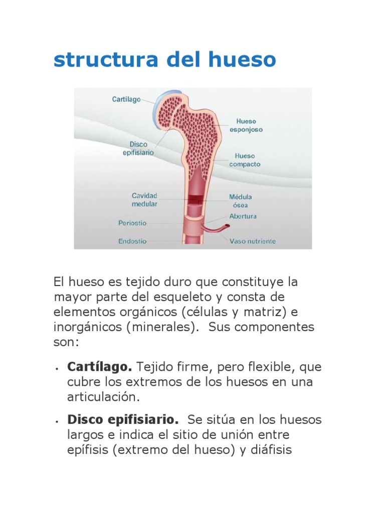 Anatomía Del Hueso Compacto Hueso Alveolar Anatomia Hueso