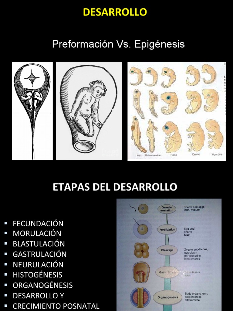 01 Embriologia | PDF | Zoología | Biología del desarrollo