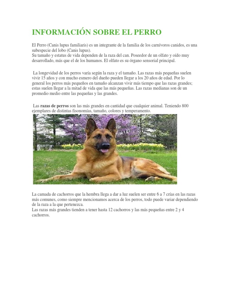 Información Sobre El Perro | PDF | Perros | Subespecie De Canis Lupus
