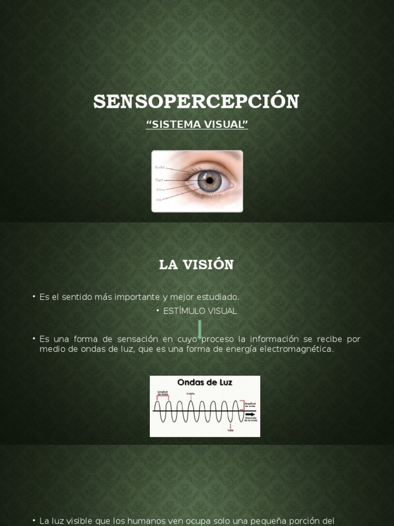 Sensopercepción 2 | PDF | Percepción visual | Ojo humano