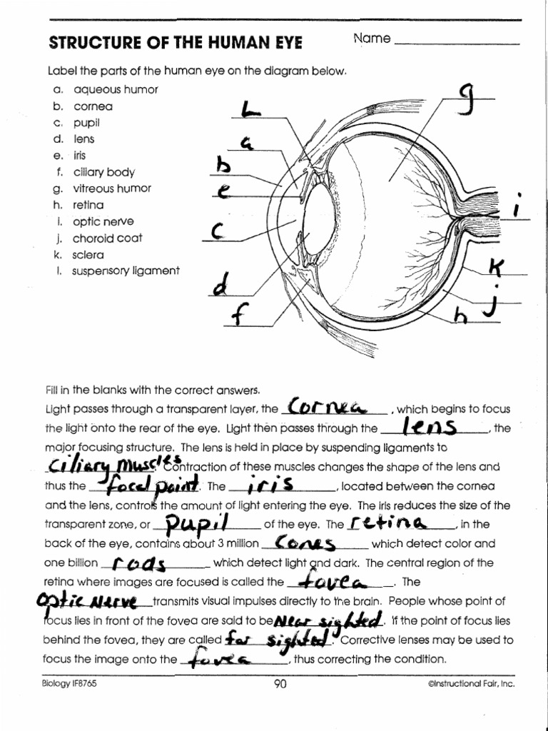 Structure of The Human Eye | PDF | Human Eye | Cornea