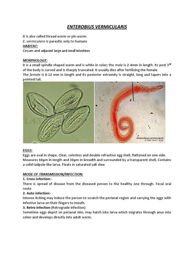Enterobius Vermicularis Life Cycle