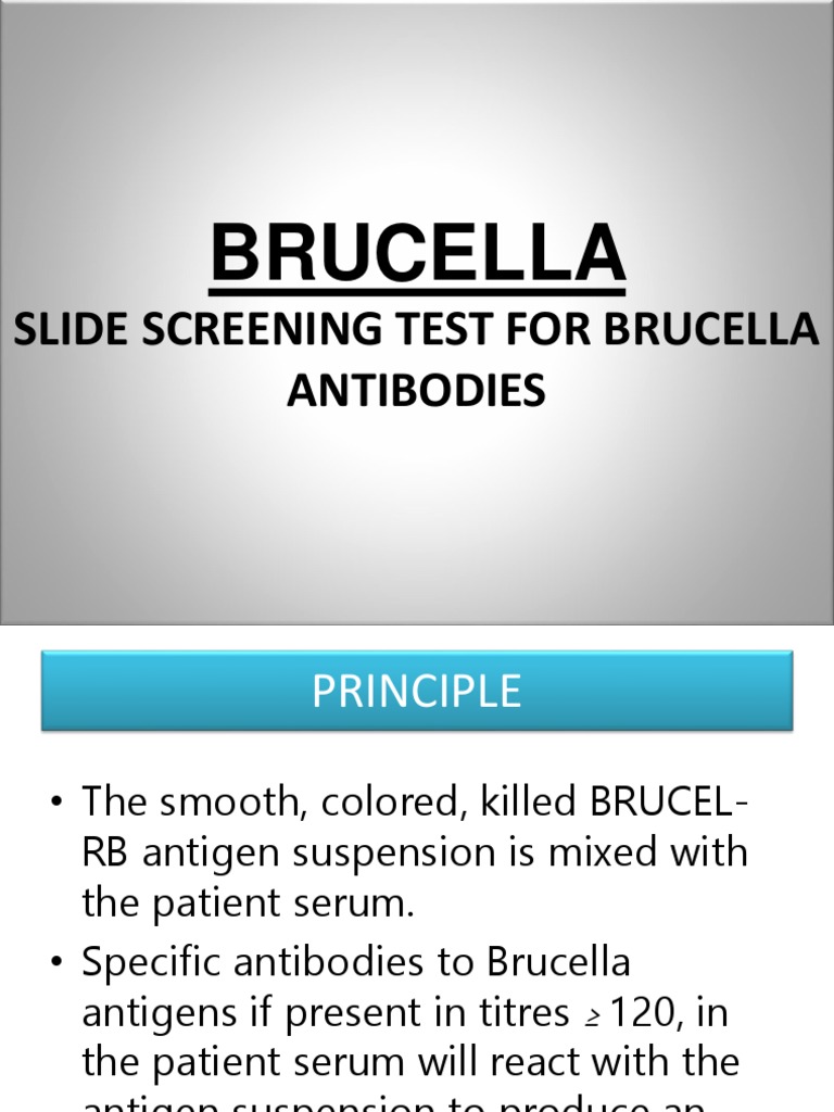 Brucella Antibody Slide Screening Test | PDF
