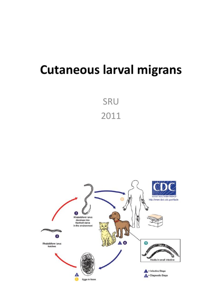 Cutaneous Larva Migrans Life Cycle