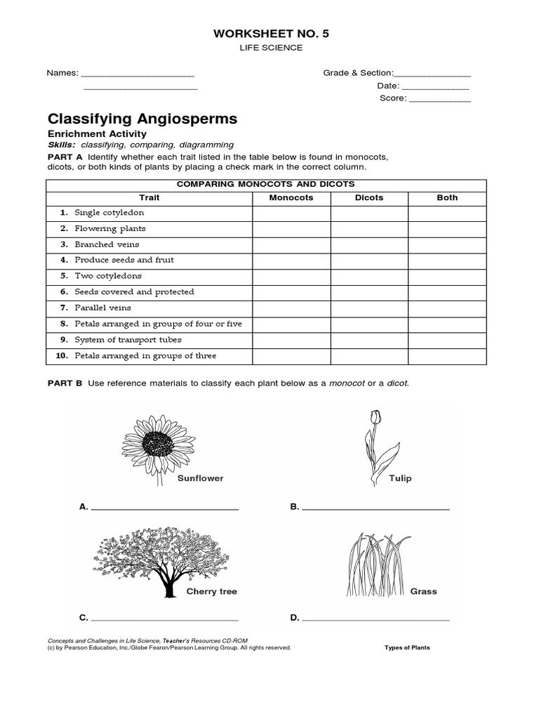 Angiosperm Classification Worksheet | PDF | Wellness | Computers