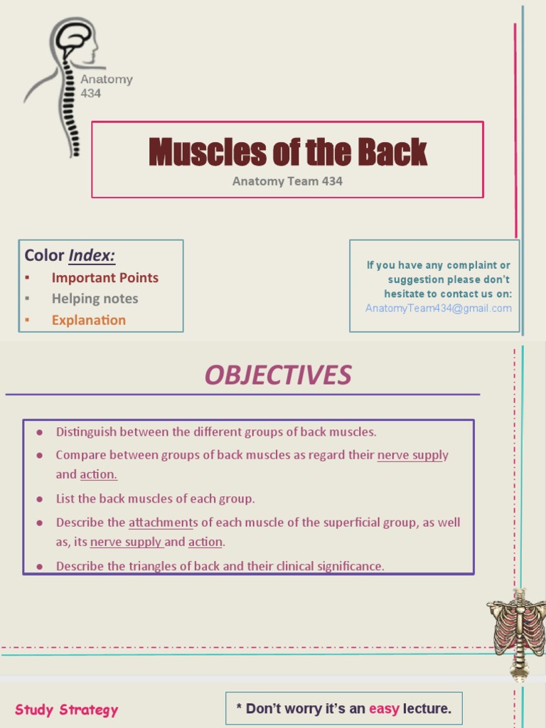 5.muscles of The Back | PDF | Vertebral Column | Vertebra