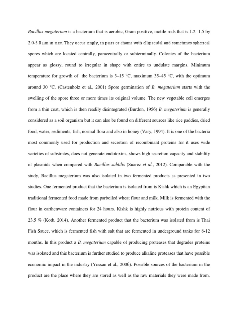 Bacillus Megaterium Is A Bacterium That Is Aerobic, Gram Positive ...