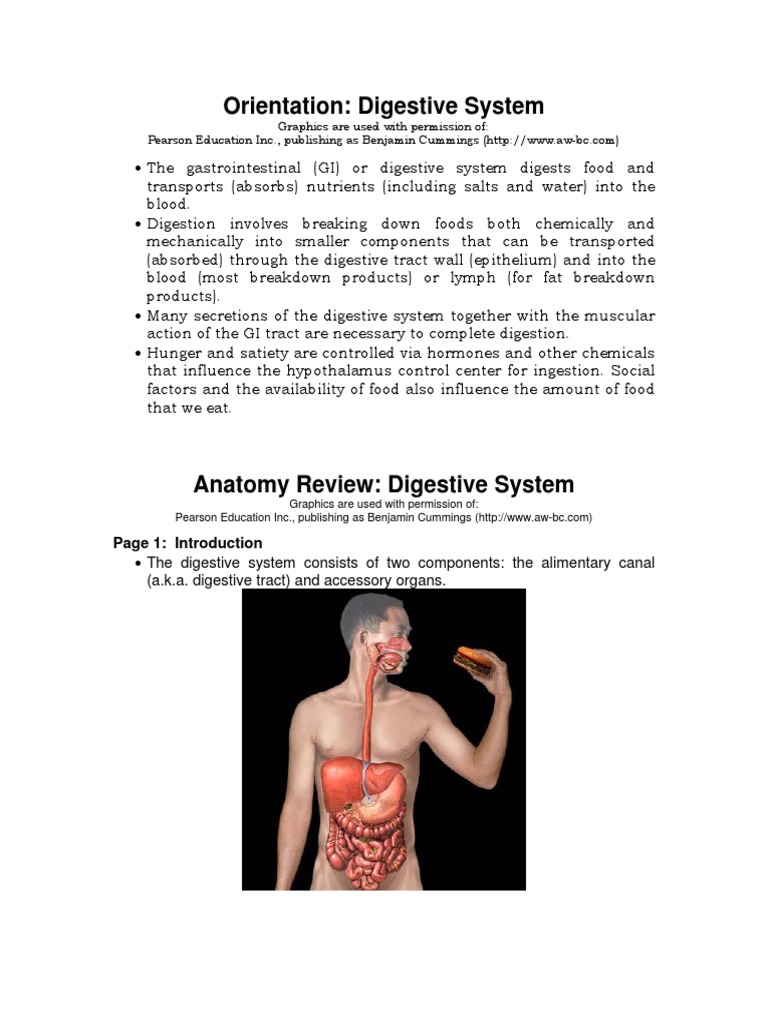 Anatomy Review | PDF | Gastrointestinal Tract | Human Digestive System