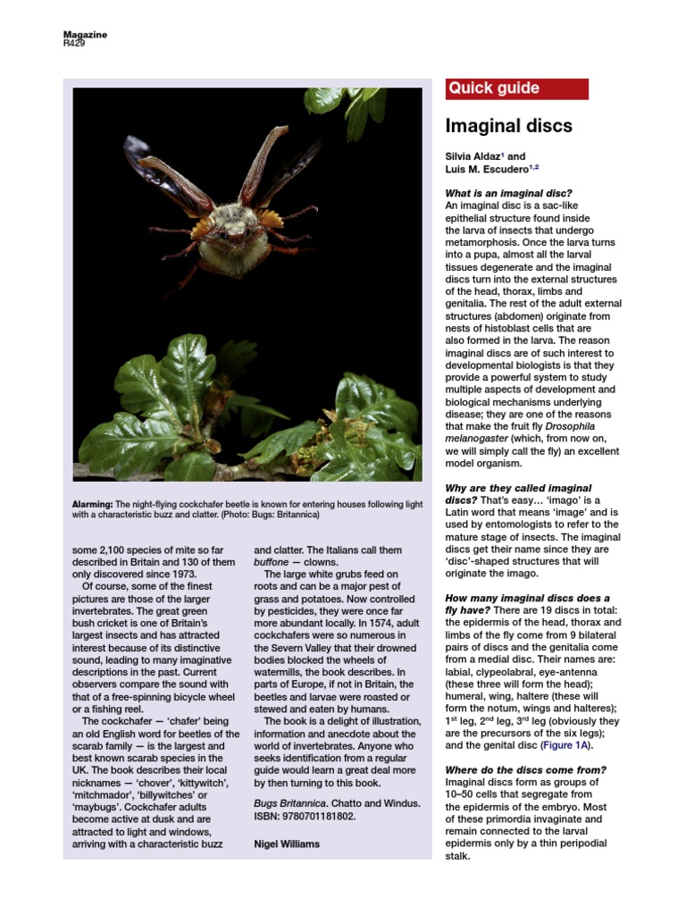 Imaginal Discs: Quick Guide | PDF | Epithelium | Developmental Biology