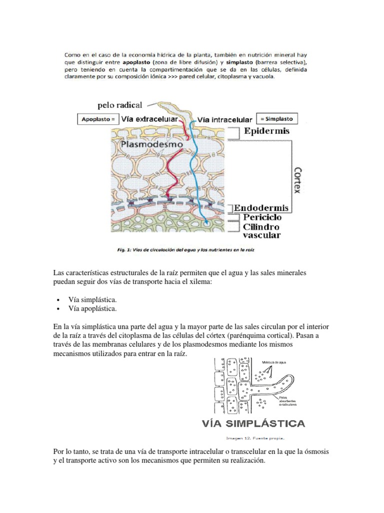Apoplasto y Simplasto | PDF