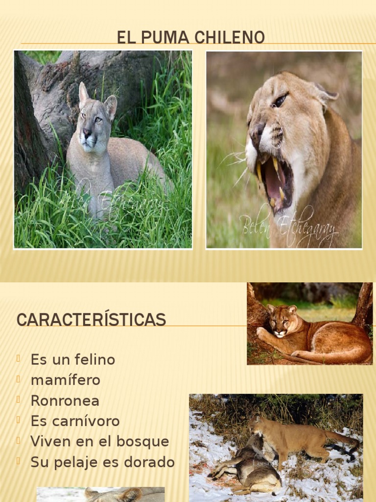 El Puma Chileno | PDF