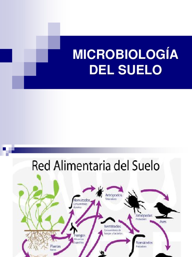 Microbiologia Del Suelo | PDF | Materiales naturales | Sustancias químicas