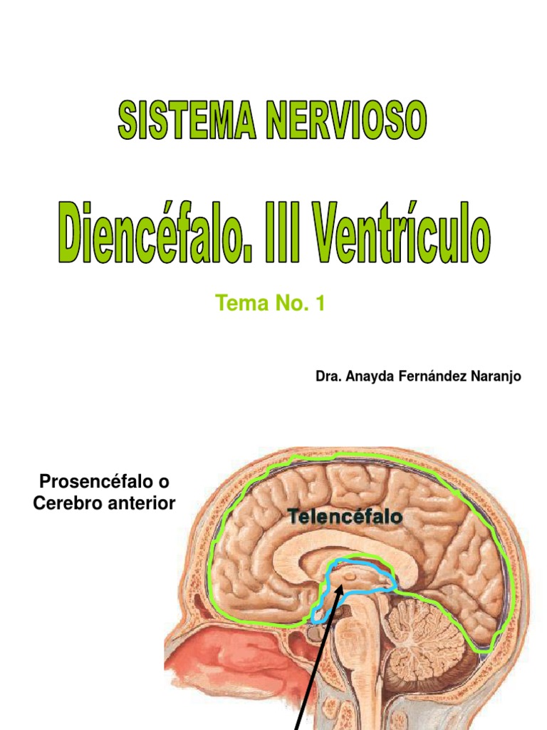 Diencefalo y III Ventriculo | PDF | Tálamo | Cerebro
