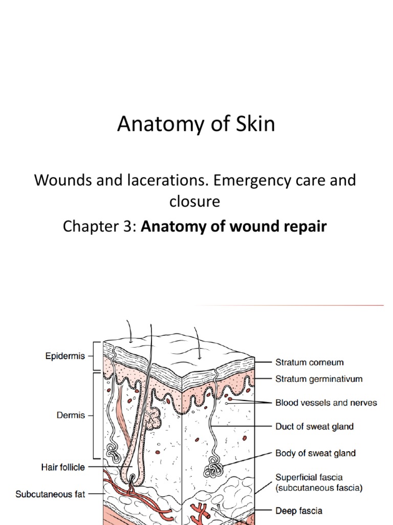 Anatomy of Skin: Wounds and Lacerations. Emergency Care and Closure ...