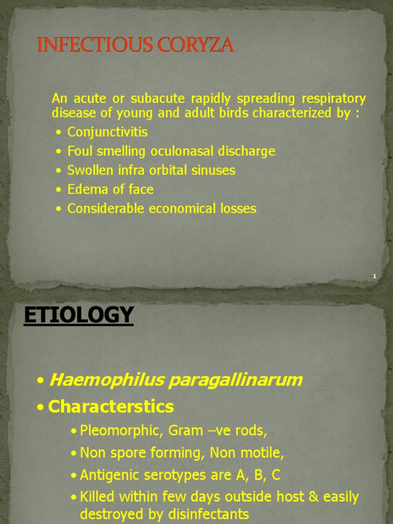 Infectious Coryza | PDF | Mucus | Infection