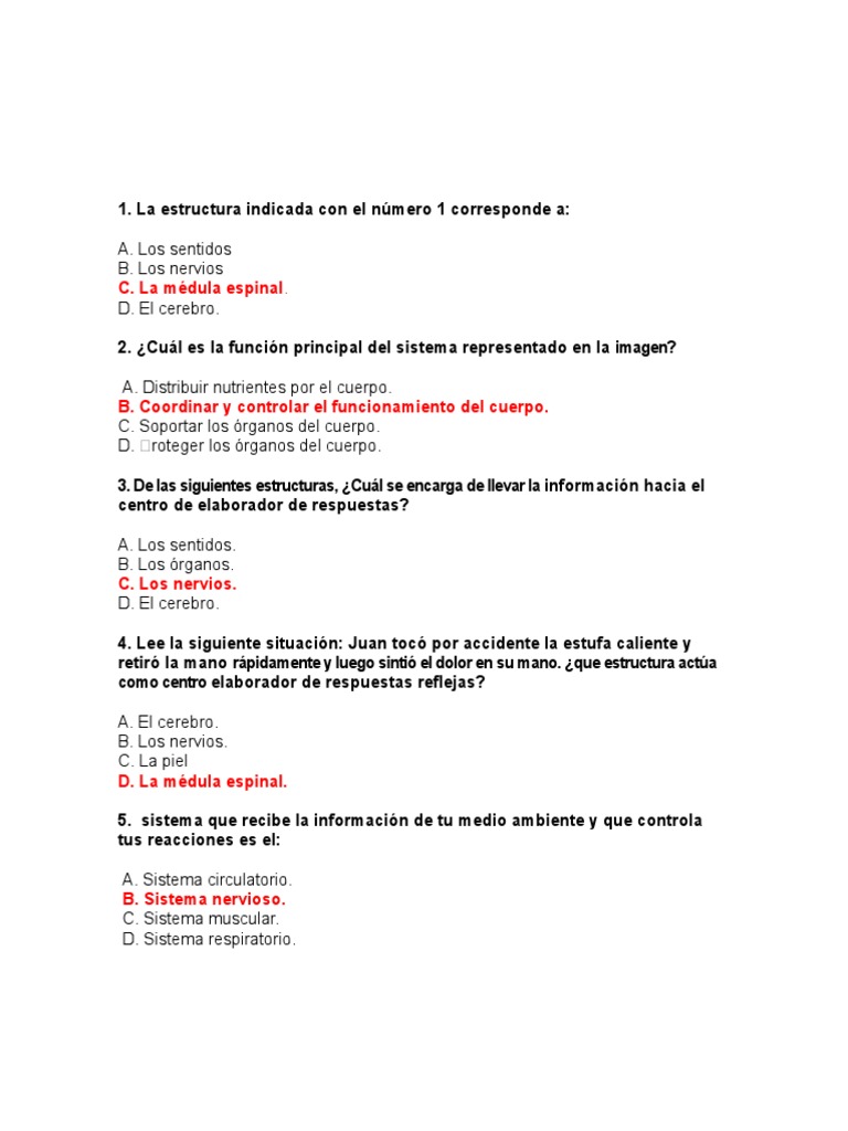 Prueba Sistema Nervioso Cuarto Basico | PDF | Cerebro | Sistema nervioso Prueba Sistema Nervioso Cuarto Basico | PDF | Cerebro | Sistema nervioso
