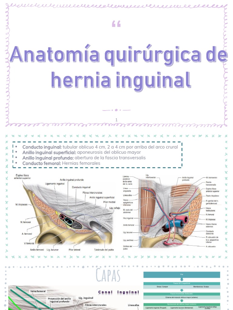 Anatomia de Pared Inguinal | PDF | Tejido suave | Sistema ...