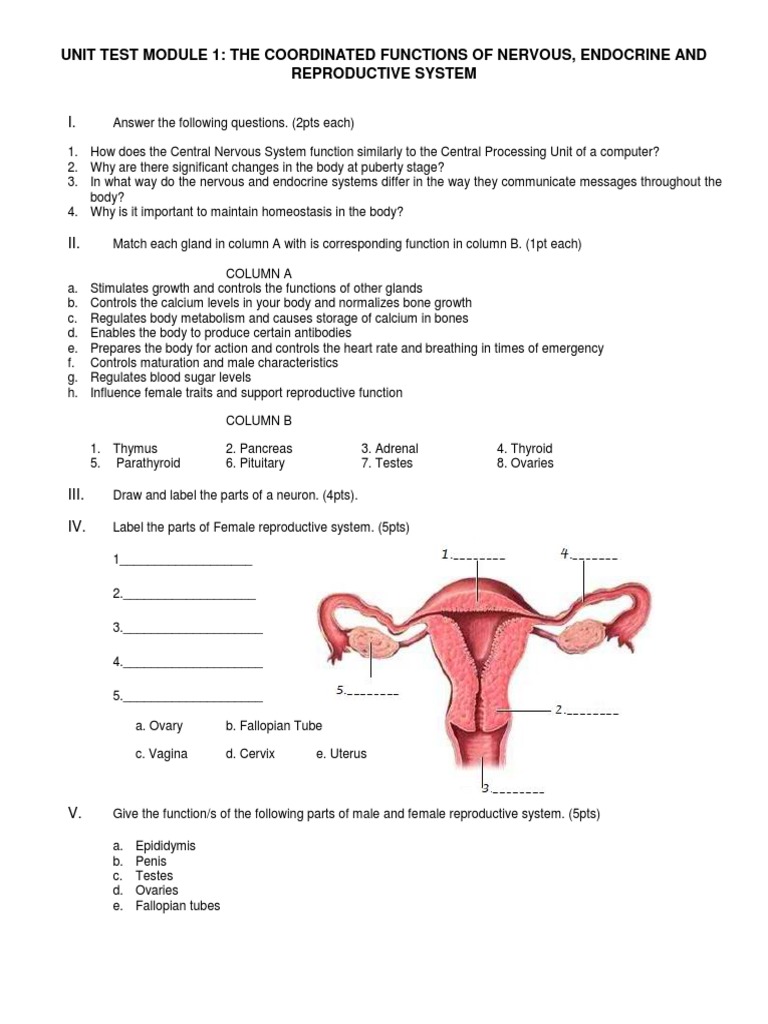 Nervous and Reproductive Systems Test | PDF | Human Body | Reproductive ...
