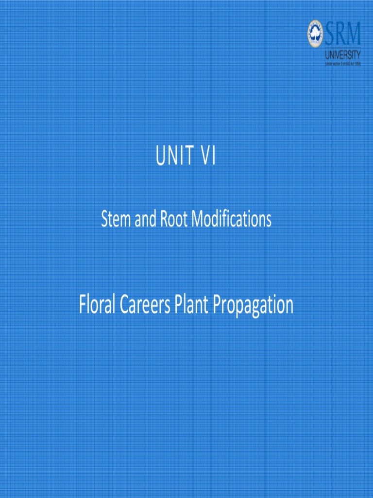 Stem and Root Modifications | PDF | Bulb | Plants