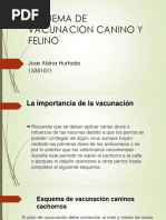 Pfizer Vanguard SP Final | PDF | Vacunas | Virus