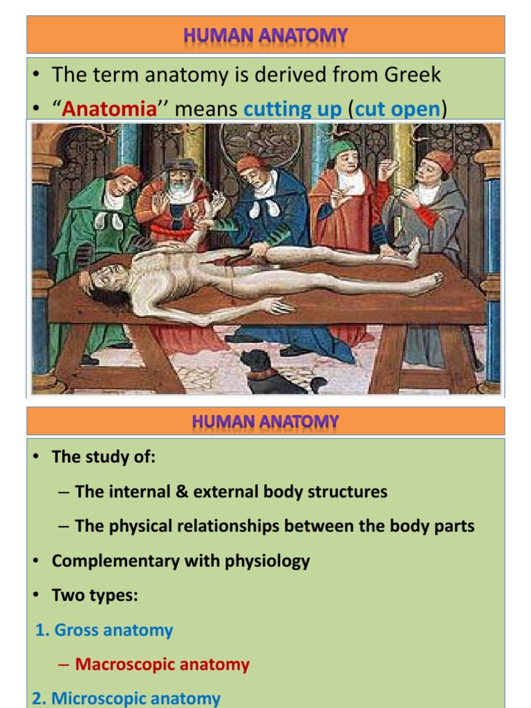 Anatomia: - The Term Anatomy Is Derived From Greek - " '' Means | PDF ...