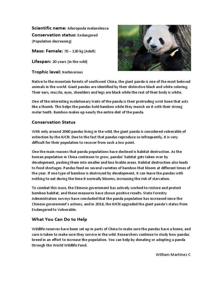 Giant Panda Conservation Status and Facts | PDF | Wellness