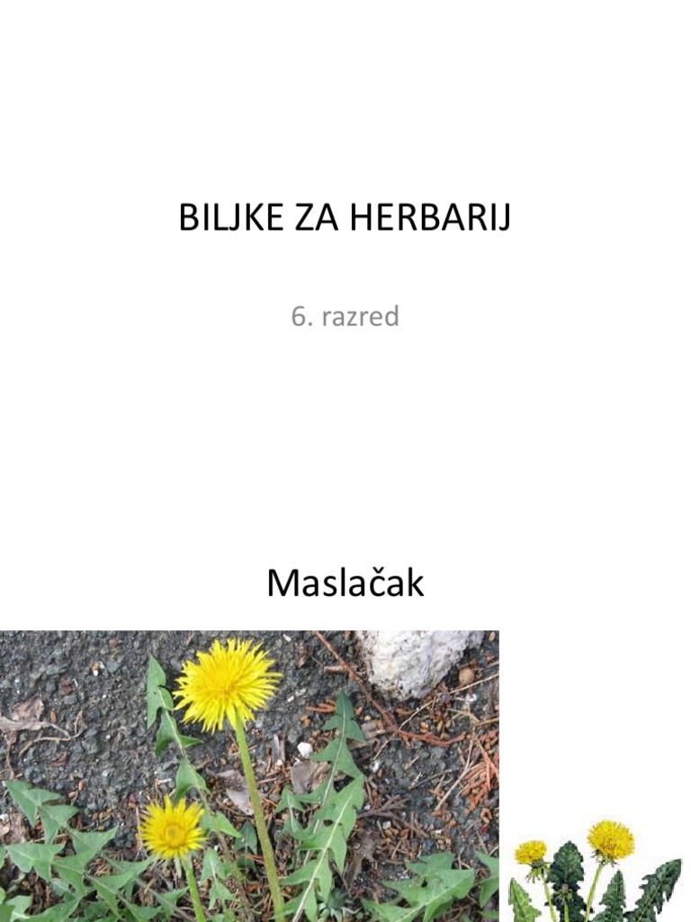 Biljke Za Herbarij | PDF