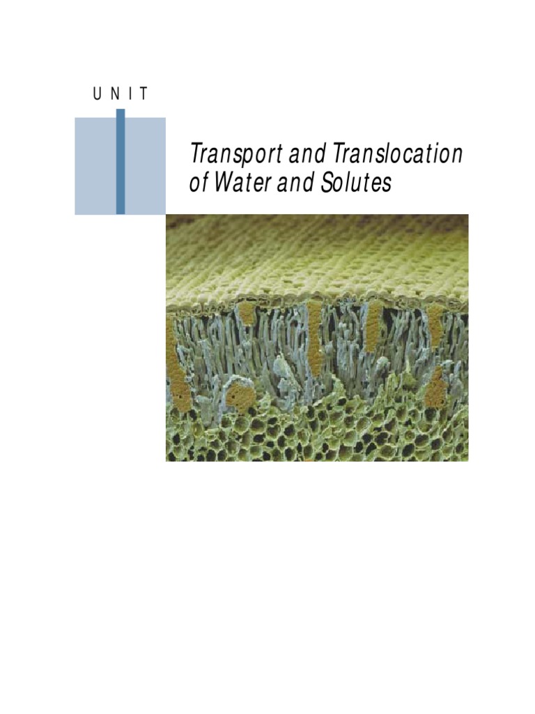 Taiz & Zaiger. Plant Physiol | PDF | Diffusion | Properties Of Water