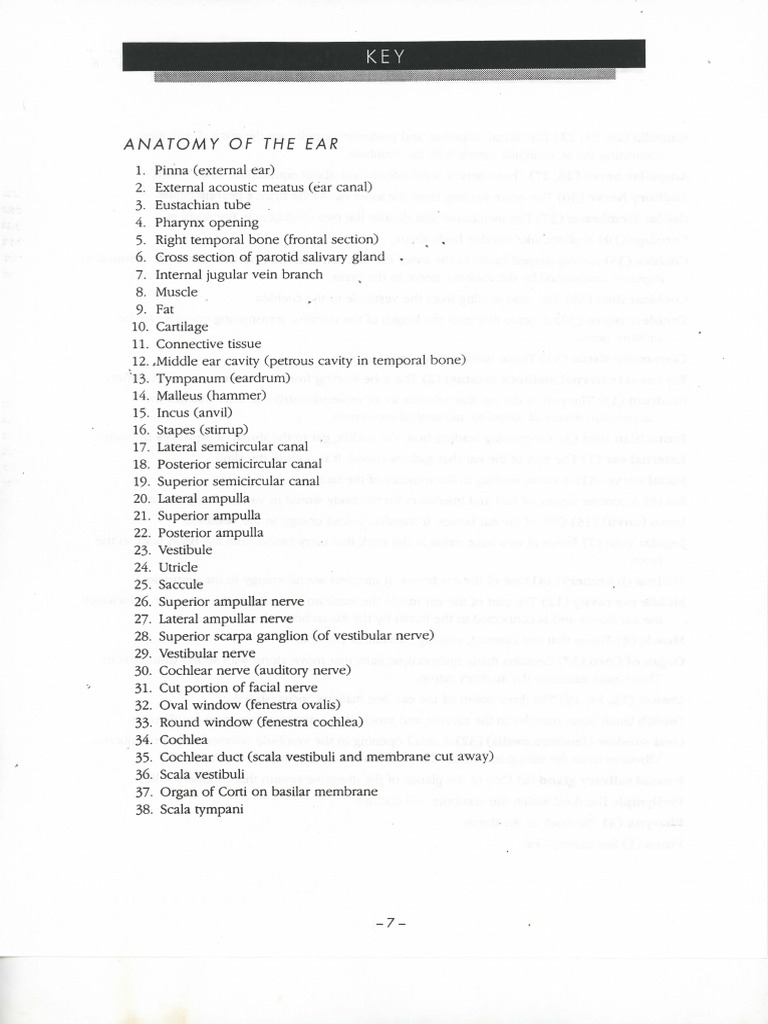 Ear Hubbard | PDF | Ear | Auditory System