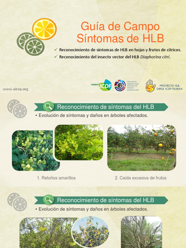 Guía de Síntomas HLB | PDF | Bienestar | Medicina