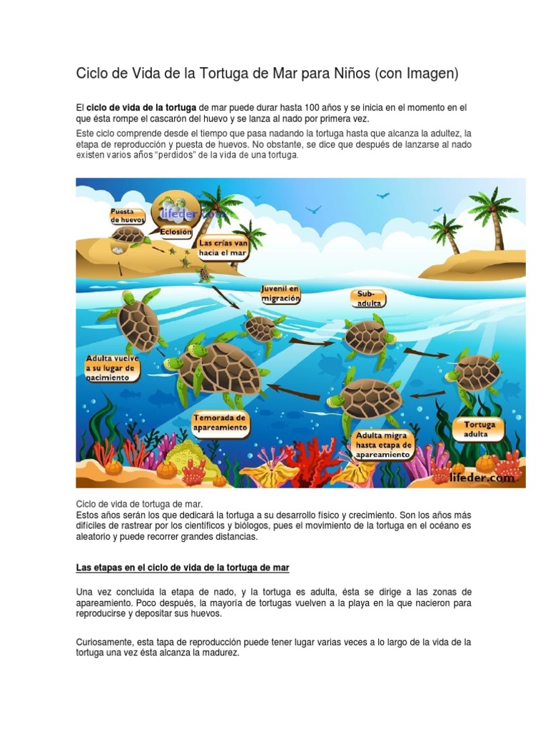 Ciclo de Vida de La Tortuga de Mar para Niños | PDF | Tortuga marina ...
