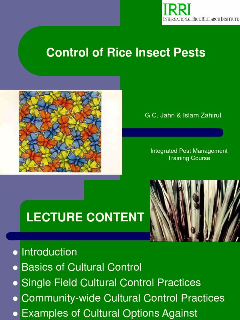 Control of Rice Insect Pests: G.C. Jahn & Islam Zahirul | PDF | Crop ...