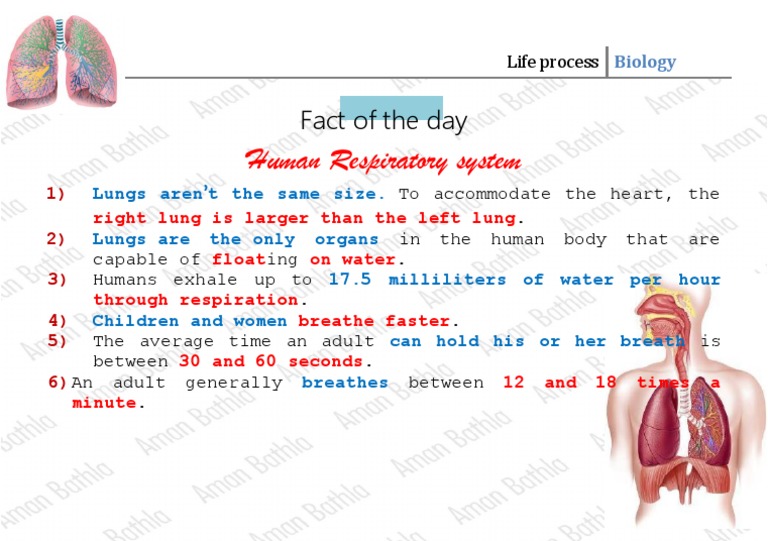 10th Respiration Facts | PDF