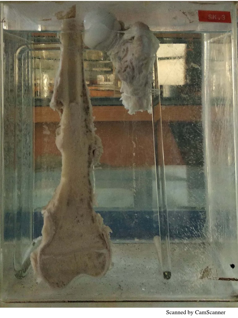 Bone N Joint | PDF | Nature