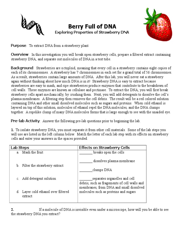 Strawberry DNA Extraction Lab Guide | PDF | Cell (Biology) | Filtration