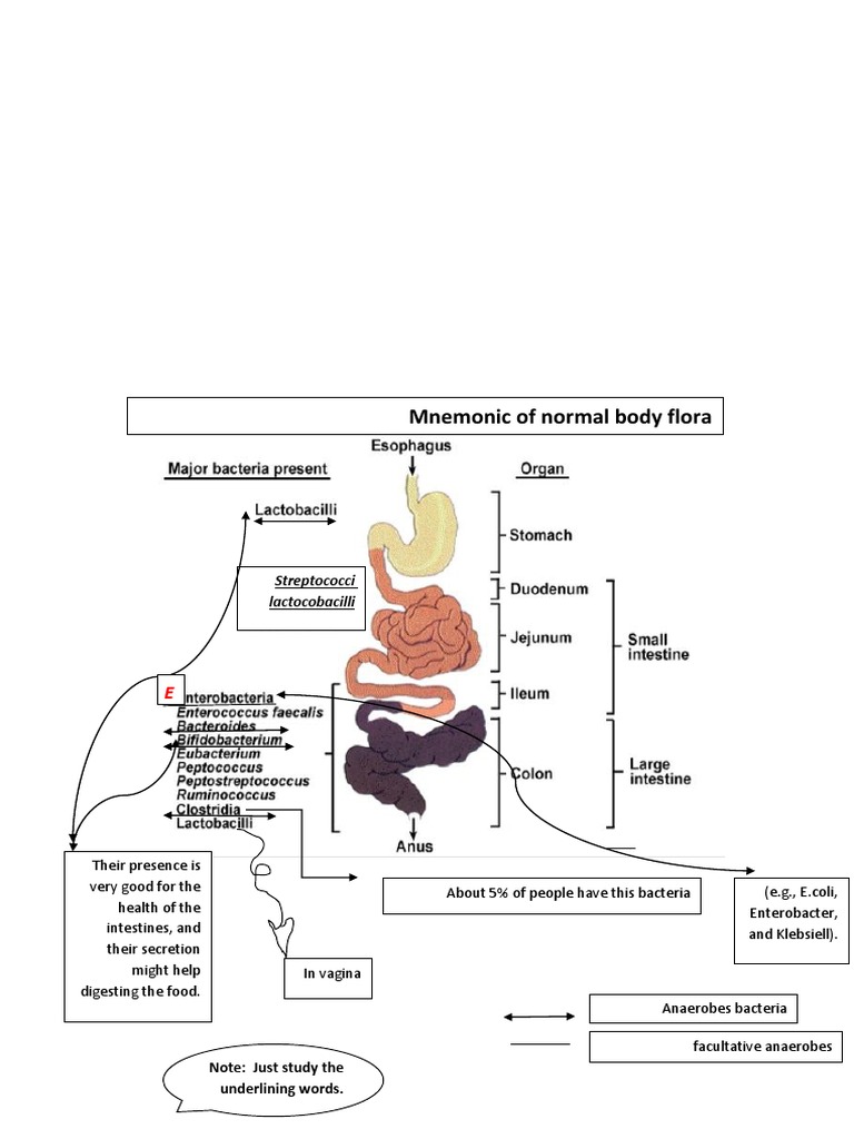 Mnemonic Normal Body Flora | PDF