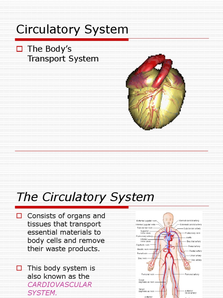 Circulatory System: The Body's Transport System | PDF | Circulatory ...
