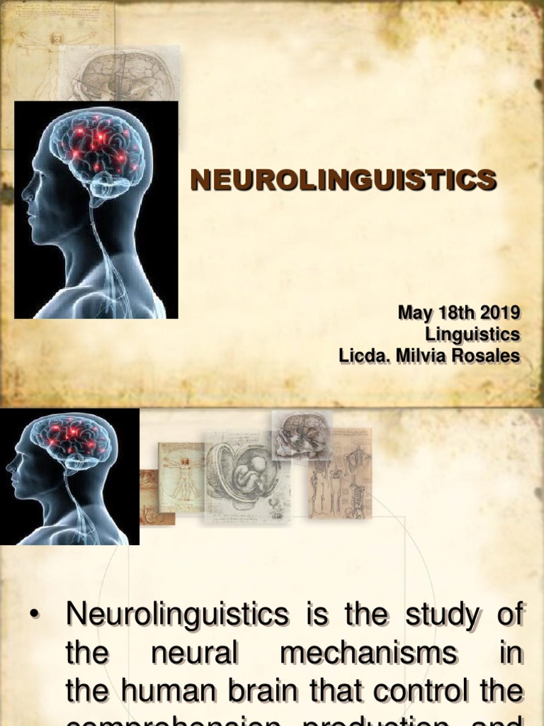 11 Neurolinguistics | PDF | Speech | Lateralization Of Brain Function