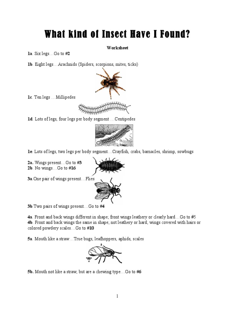 Insect Key Advanced | PDF | Insects | Arthropods