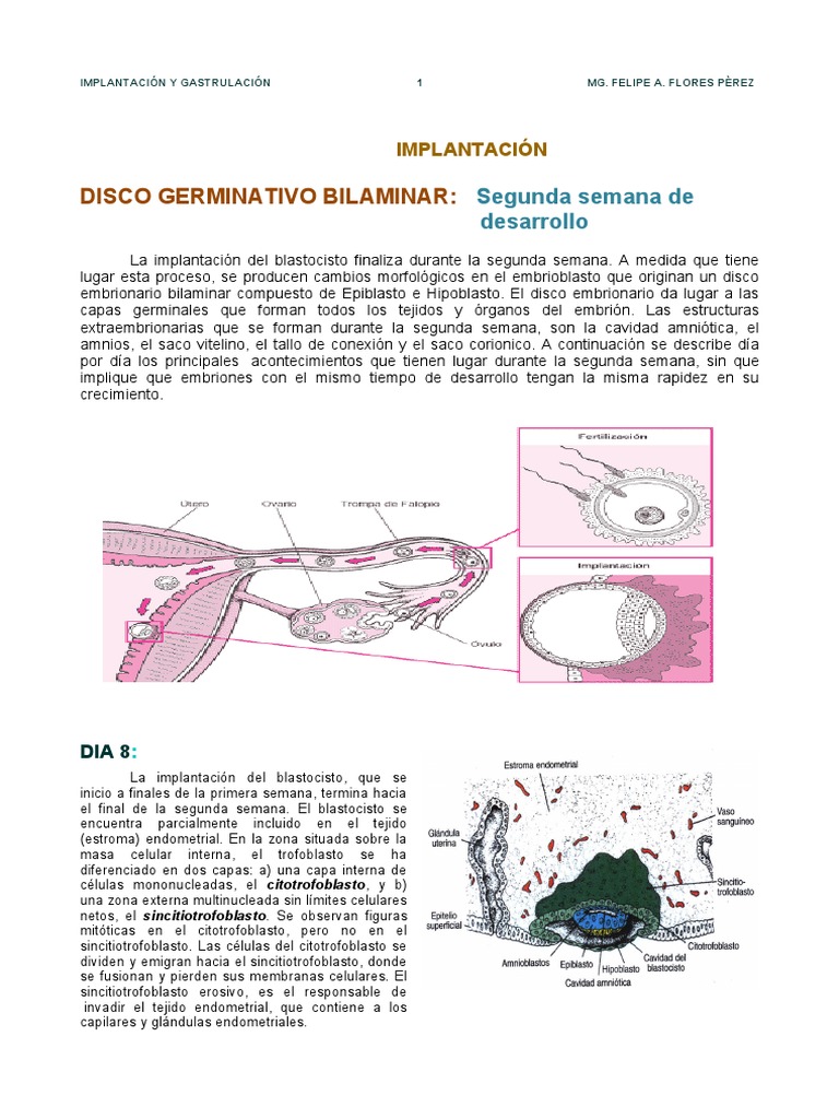 Mesodermo Extraembrionario y Gastrulación | PDF | Implantación (embrión ...