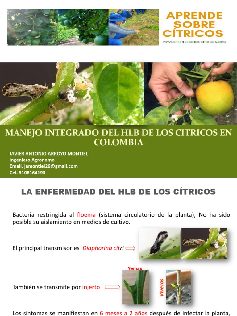 Manejo Integrado Del HLB en Colombia | PDF | Agronomía | Insectos