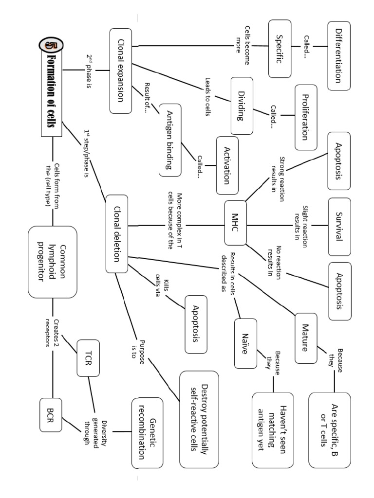 Immune System Mind Maps | PDF