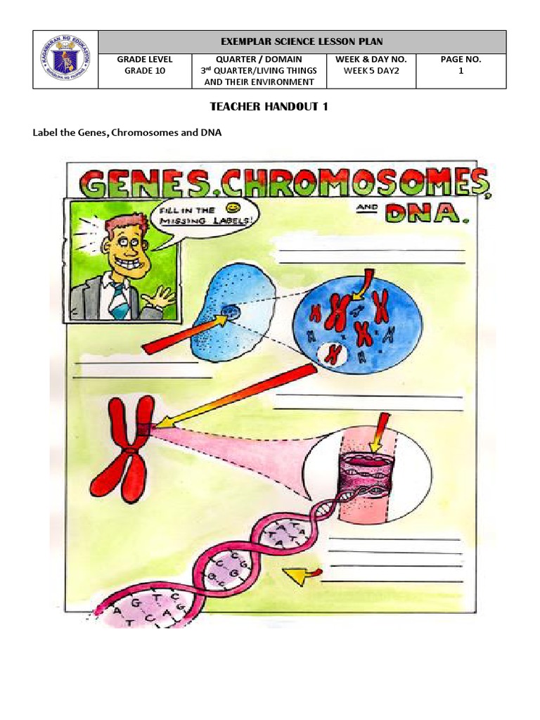 Activity Sheets For Changes in Chromosome Number | Download Free PDF ...