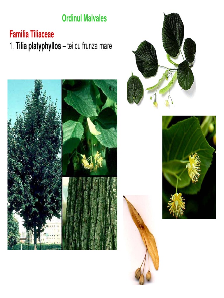 Familia Tiliaceae: 1. Tilia Platyphyllos - Tei Cu Frunza Mare | PDF