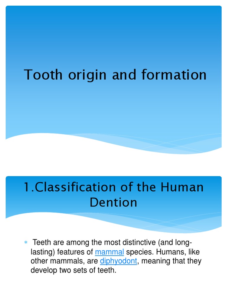 Tooth Origin and Formation | PDF | Human Tooth | Tooth Enamel