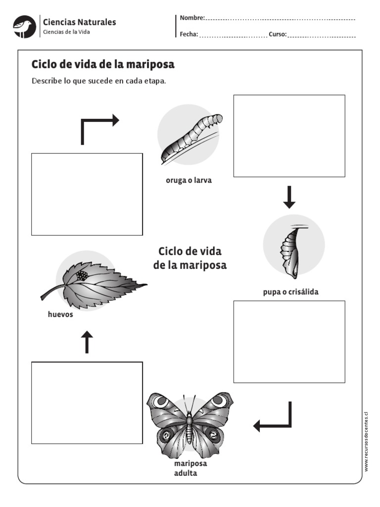 El Ciclo De Vida De Las Mariposas Actividad Paramaestros