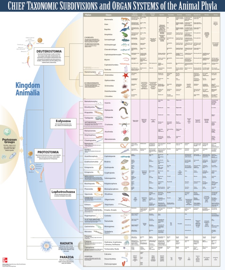 Wall Chart | Download Free PDF | Gill | Gastrointestinal Tract